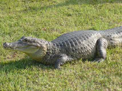 El Universal - - Caimán futbolista sorprende en Puerto Rico