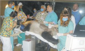 El Universal - Primera - Los mejores médicos, para curar animales en ...