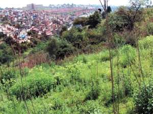 El Universal - Cultura - La barranca de Tarango, sin valor ambiental
