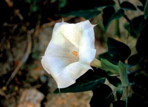 El Universal - Cultura - Toloache: una planta con una historia ritual