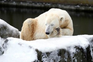 El Universal - Ciencia - La obesidad no es mala.. para los osos polares
