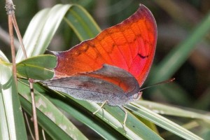 El Universal - Ciencia - Raras mariposas son declaradas en peligro de ...