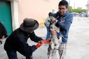 El Universal - DF - Muere mujer atacada por perros en Edomex