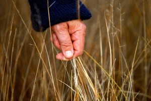 El Universal - El Mundo - Texano va a la cárcel por negarse a cortar su ...